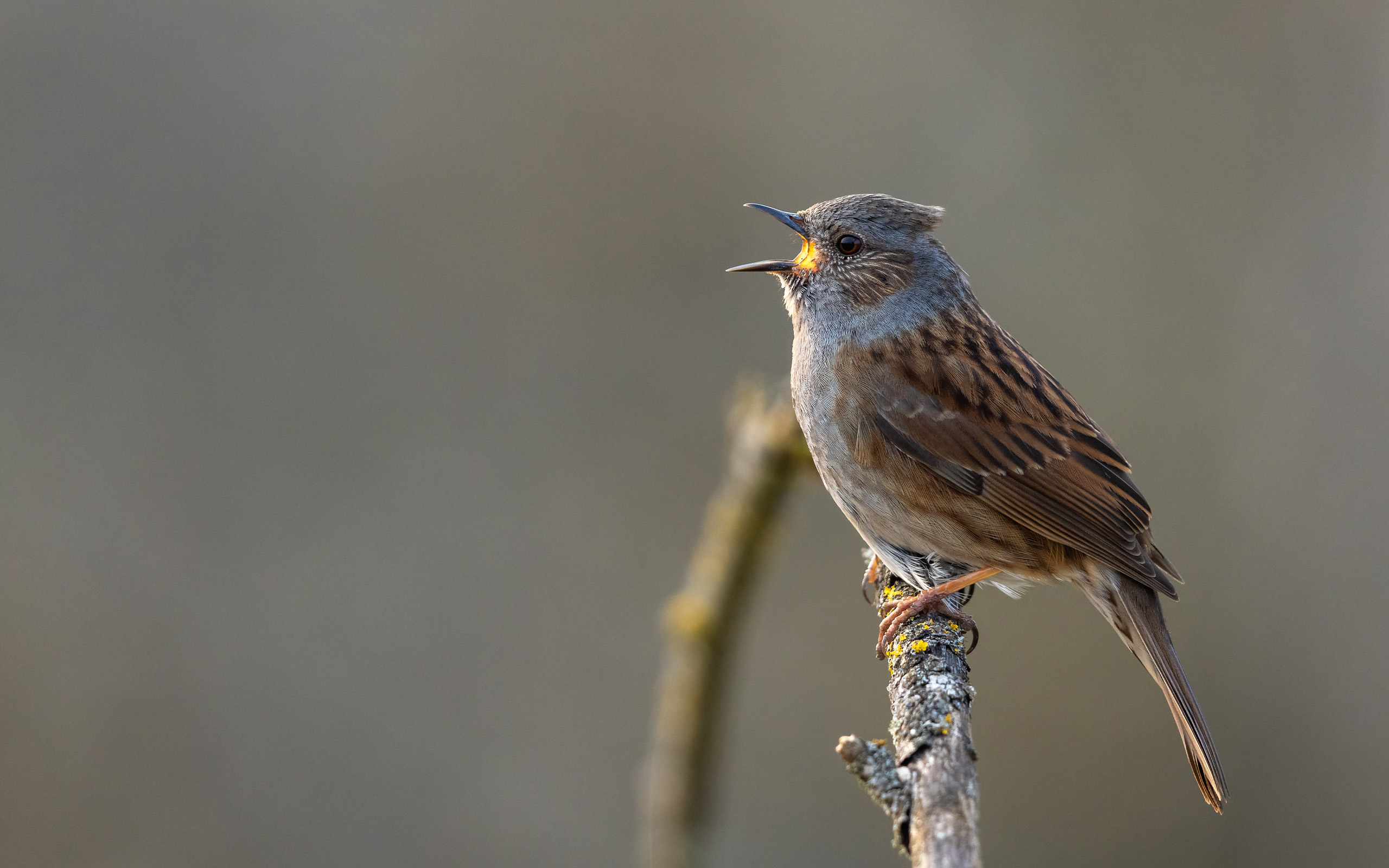 Dawn Chorus | FarmED - Farm & Food Education | England