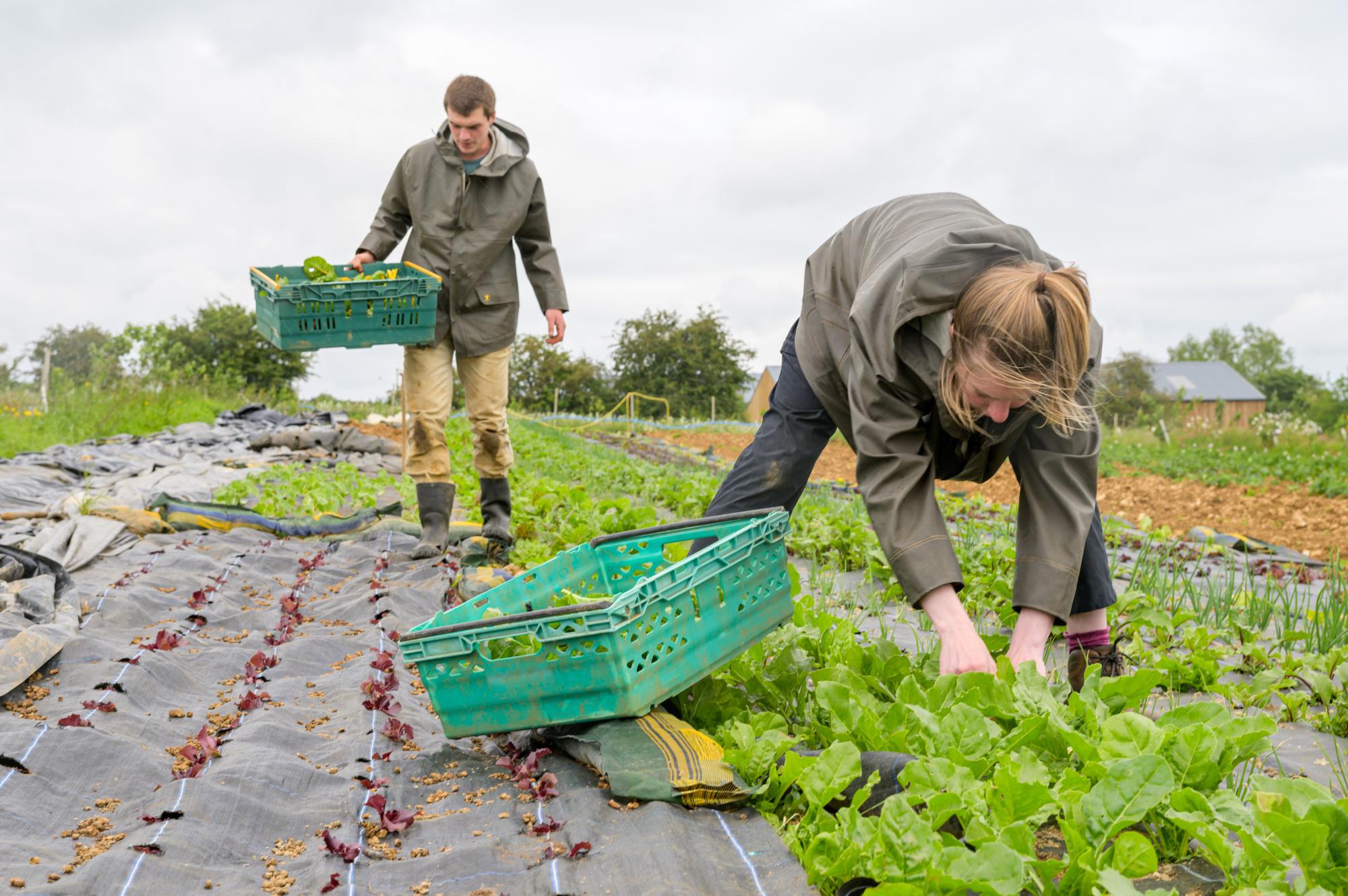 How to Set Up a CSA Market Garden - Two day course | FarmED - Farm ...