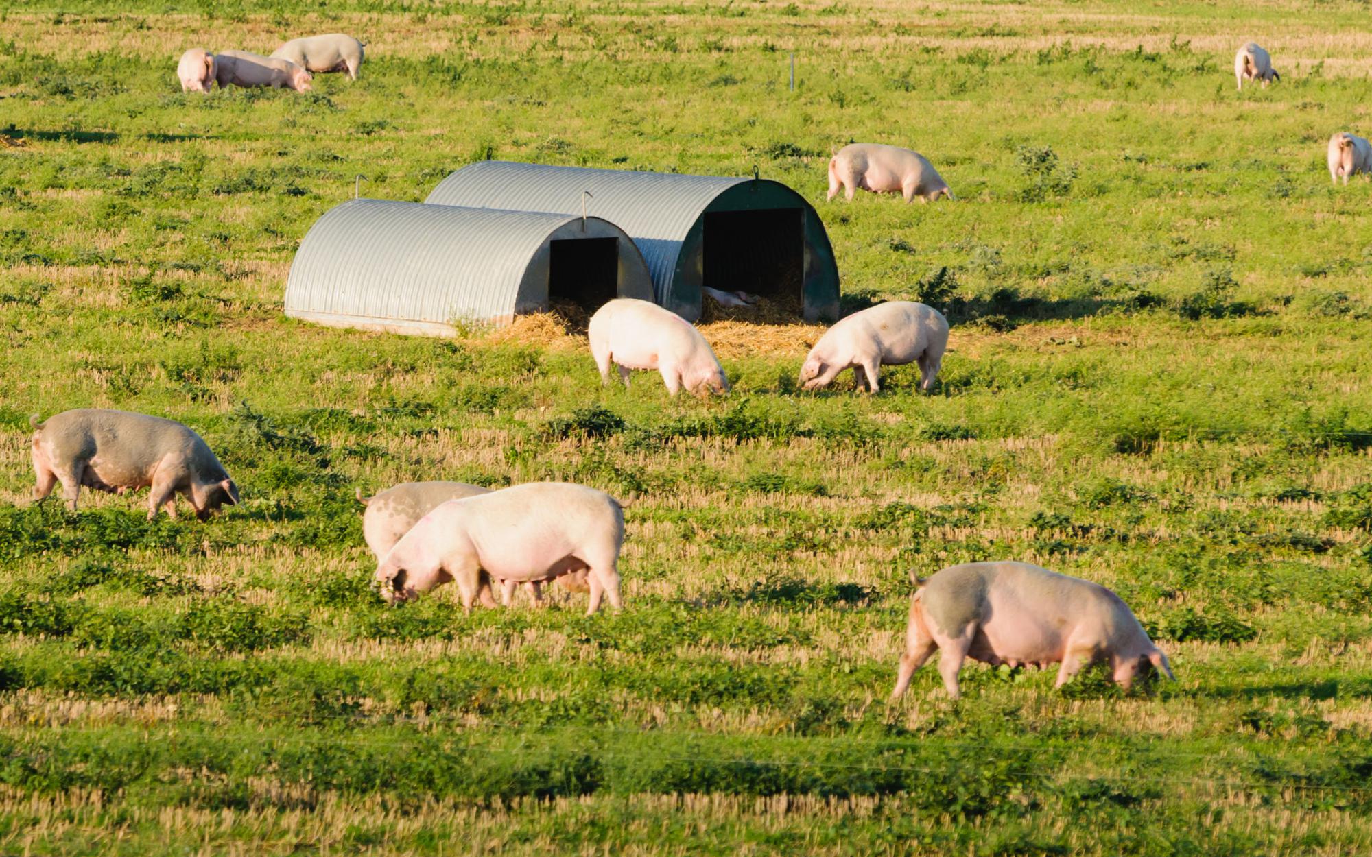 Pastured Pigs | FarmED - Farm & Food Education | England