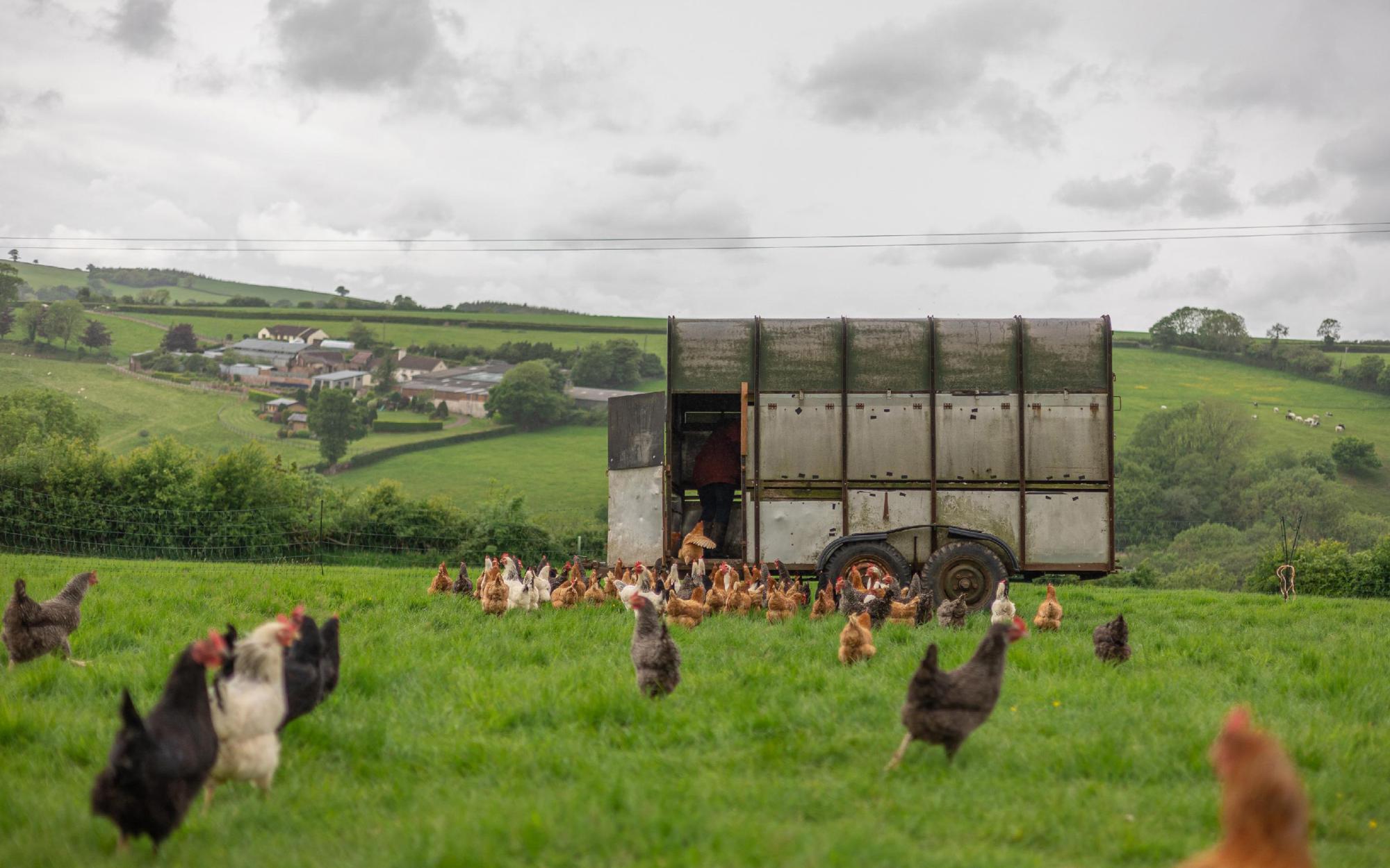 Pastured Poultry | FarmED - Farm & Food Education | England