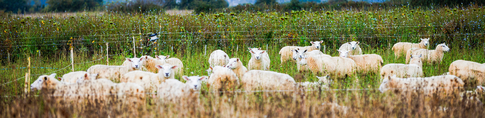FarmED News | Closing the loop: In conversation with Sylvie Verinder